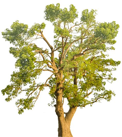 Tree Survey Nimrod Environmental Services