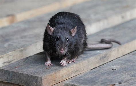 Roof Rat Vs House Mouse