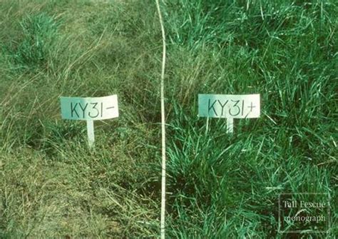 The Endophyte Forage Information System Oregon State University