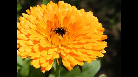 ЦВЕТЫ НОГОТКИ КАЛЕНДУЛА В САДУ И ДЛЯ ЗДОРОВЬЯ Youtube