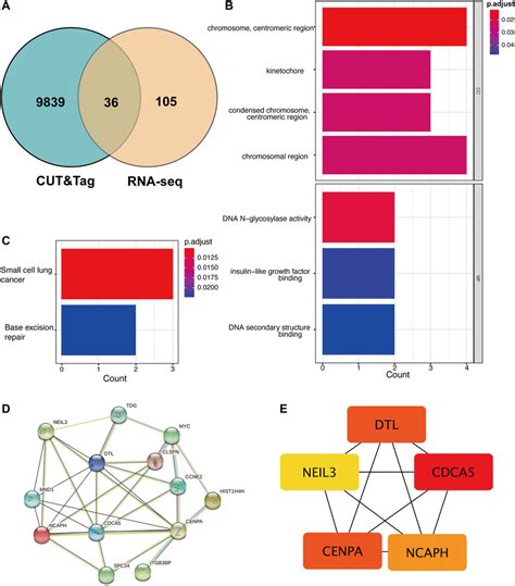 The Cross Analysis Of Rna Seq And Cutandtag To Identify The Potential Yap