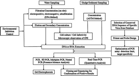 Summary Of Virus Elution And Detection Methods Download Scientific Diagram