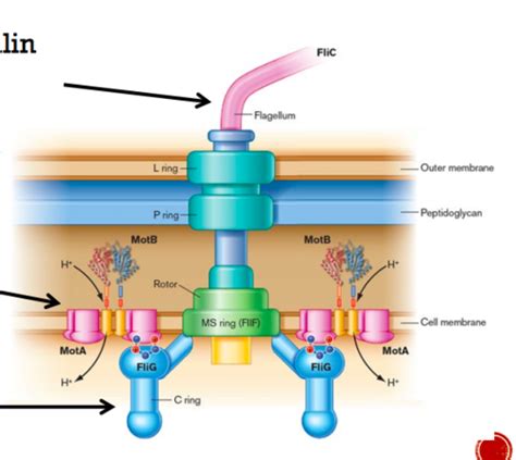 Prokaryote Cell Structure Flashcards Quizlet