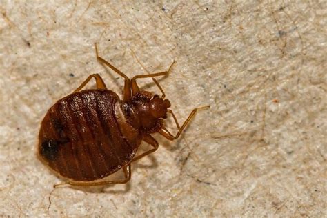 Bed Bugs Vs Roaches How To Tell The Difference