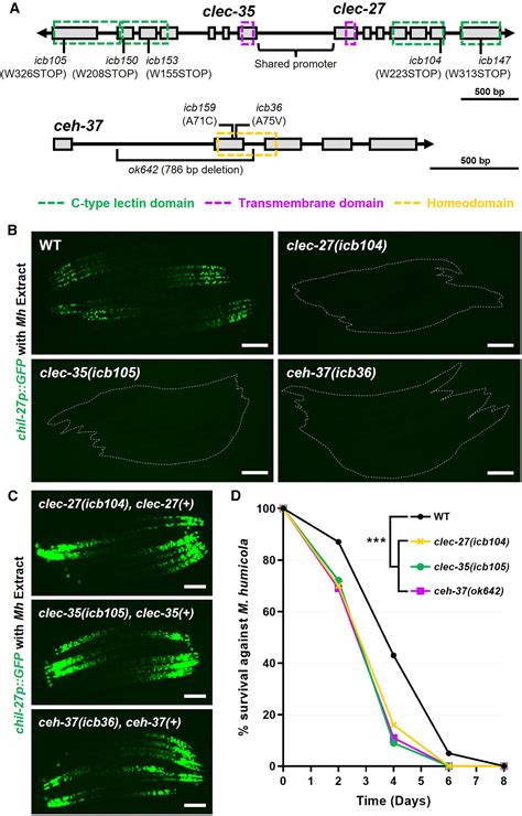 Paired C Type Lectin Receptors Mediate Specific Recognition Of