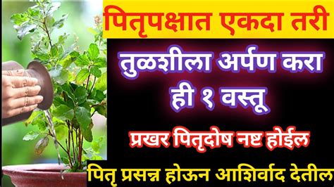पितृपक्षात एकदा तरी तुळशीला अर्पण करा ही १ वस्तू☝️ सात पिढ्यांचा प्रखर