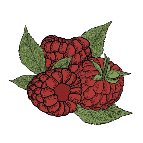 Raspberry Composition With Leaves Simple Vector Art Vector Art At Vecteezy