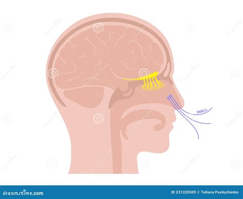 Olfactory Nerve Anatomy Stock Vector Illustration Of Damage 231320509