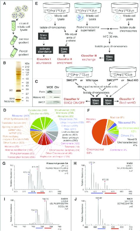 Proteomic Analysis Of Mitotic Chromosome Proteins Download Scientific Diagram