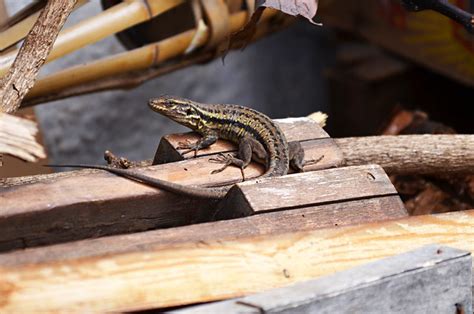 Living With Lizards On Tenerife