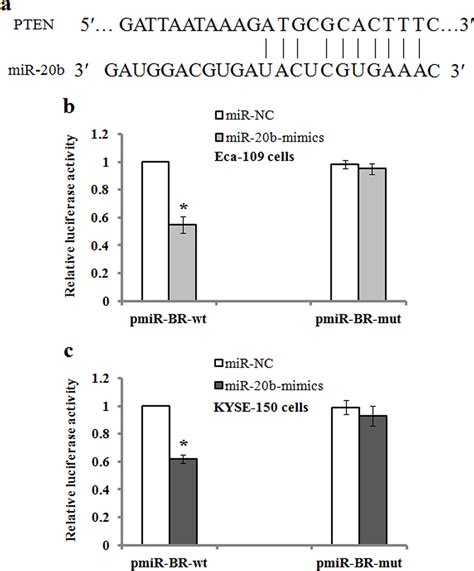Mir 20b Directly Targets The 3 Utr Of Pten A The Position Of
