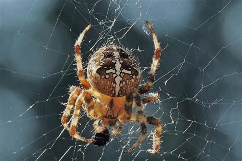 Speed Up Your Development Process With Djangos Features Kmf Blogs