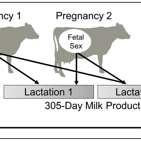 Hypothesis Milk Production Is Influenced By Fetal Sex Across