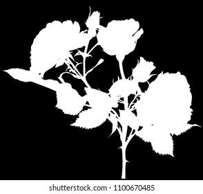 Illustration White Rose Flower Silhouette Isolated Stock Vector