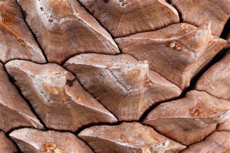 The Leaves Of A Coulter Pinecone With Fibonacci Spirals Stock Image