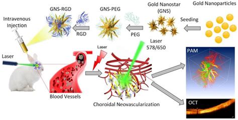 Gold Nanoparticles Imaging At Rachael Sattler Blog