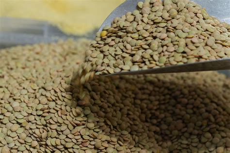 채식주의자를 위한 최고의 단백질원은