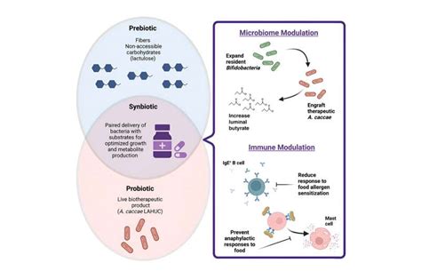 How A Microbe And A Prebiotic Work Together Against Food Allergies