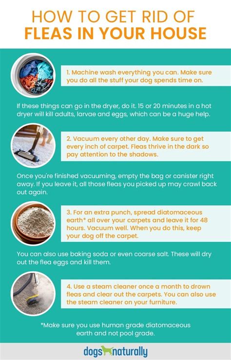 Best Home Remedies For Fleas Get Rid Of Fleas In Your House