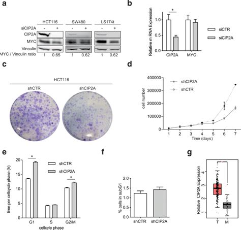Depletion Of Cip2a Regulates Myc Protein And Cell Proliferation In Crc