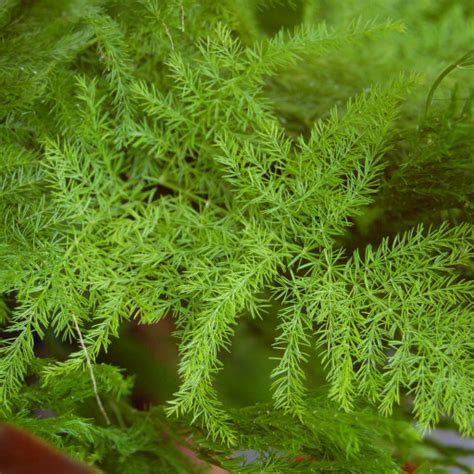 Common Asparagus Fern Asparagus Setaceus Plant Care And How To Grow Water