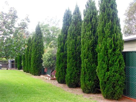 Best Juniper Trees For Privacy At Riley Mathews Blog