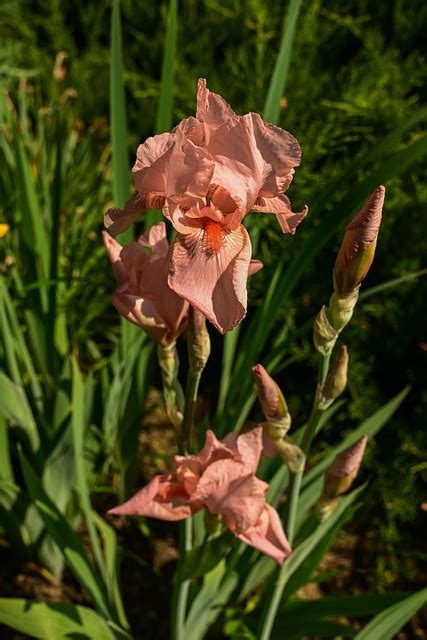 Iris Blumen Pflanze Rosa Kostenloses Foto Auf Pixabay