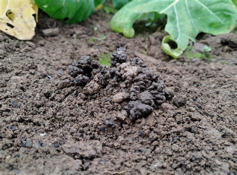 Organic Soil The Key To The Climate Crisis Eversfield Organic