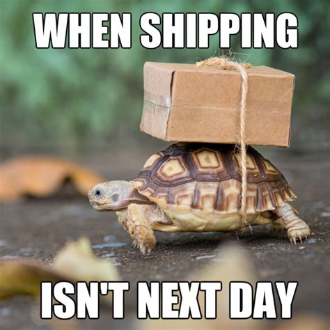 17 Cute Turtle Memes To Make You Smile Or Lol 17 Cute Turtle Memes To Make You Smile Or Lol