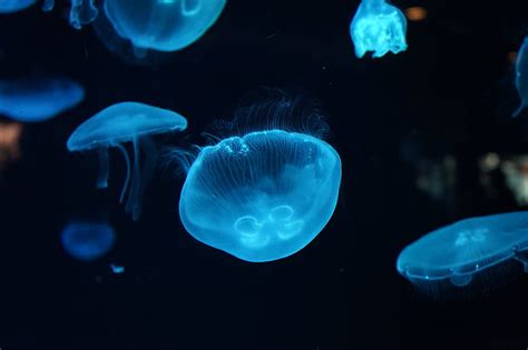70以上 壁紙 クラゲ水族館 741881