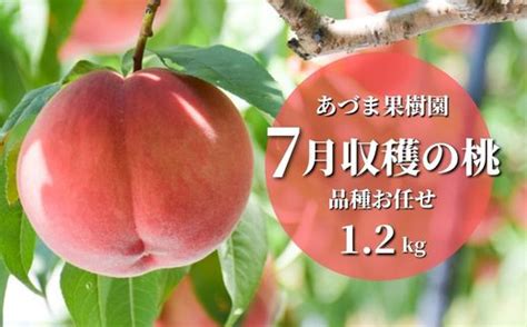 No2327もも 7月収穫の桃 福島市産 白桃 品種 おまかせ はつひめ、恋みらい、日川白鳳、暁星、あかつき、夏の陽 約12kg