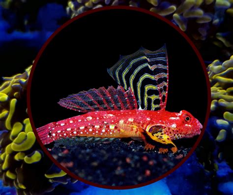 Ruby Red Dragonette Corales Y Peces Eco Reef