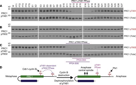 The Beg Pp2a B55 Ensa Greatwall Pathway Ensures Cytokinesis Follows Chromosome Separation