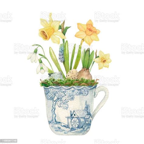 Muscari와 수선화는 컵 구성 수채화 그림입니다 흰색으로 격리 수선화속에 대한 스톡 벡터 아트 및 기타 이미지 수선화속 식물학 공휴일 Istock