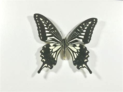 Black White Papilio Xuthus Butterfly Taxidermy Korea Etsy