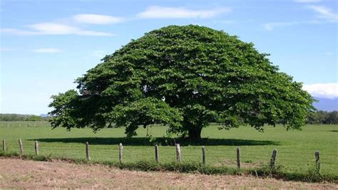 Arbol De Guanacaste Trees In South America Chestnut Tree Images