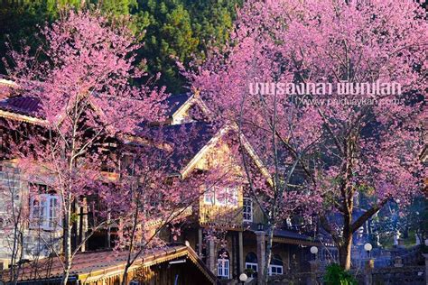 Thailand Cabin House Styles Dream Travel Home Decor Viajes Decoration Home Room Decor