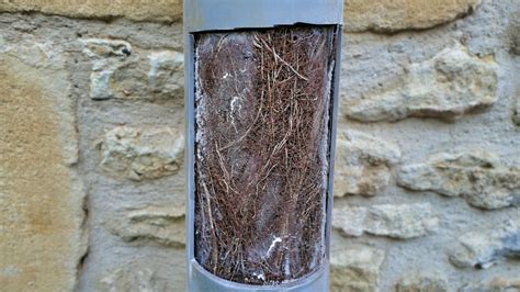 Understanding The Impact Of Tree Roots In Emergency Drain Blockages Woolf Plumbing