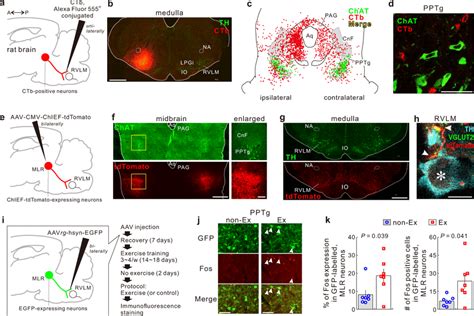 Mlr Neurons Projecting To The Rvlm Mediates Central Command