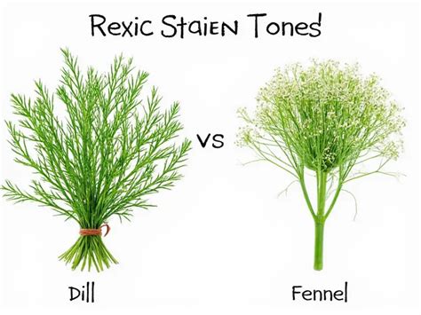 How To Identify Dill Visual Guide And Safety Tips