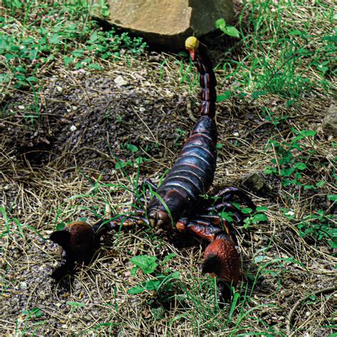 Pulmonoscorpius France Dinosaure Fournisseur De Dinosaures Animatroniques