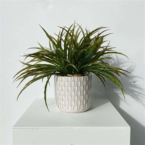 Dracaena Grass Pot Plant Image