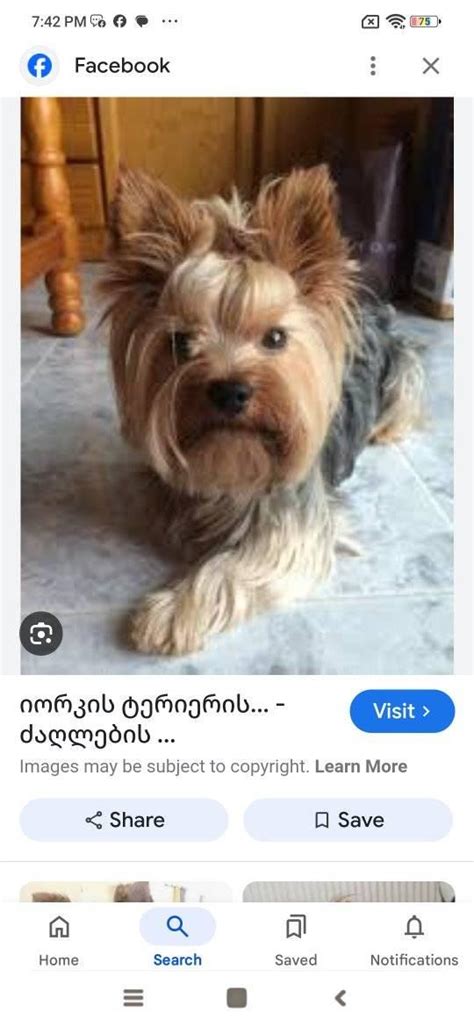 იორკის ლეკვების გაჩუქება Facebook