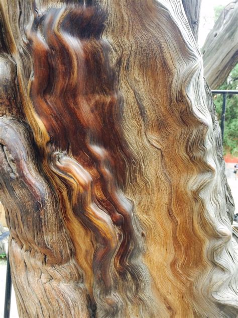 Trees That Look Like Hair At Carlos Pratt Blog