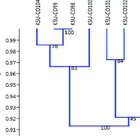 Examples Of Tree Peony Flower Form And Flower Color A Single Form