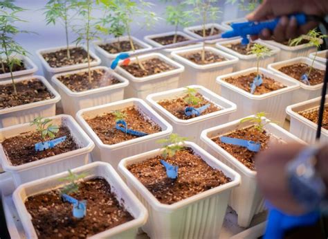 When Do Cannabis Plants Show Gender