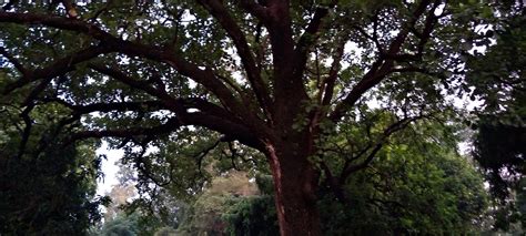 Tree Horizontal Free Photo On Pixabay Pixabay