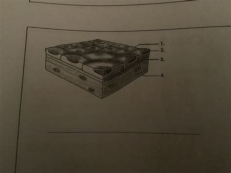 Simple Squamous Label Diagram Quizlet