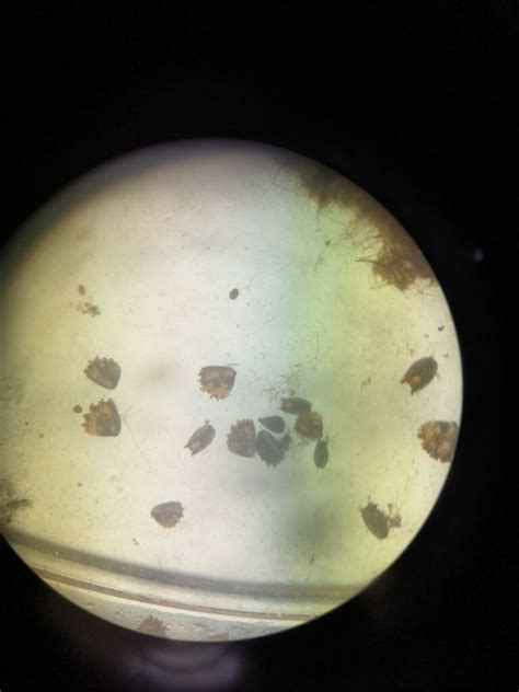 Abalone And Giant Clam Spawn Inspection Semporna Islands Project