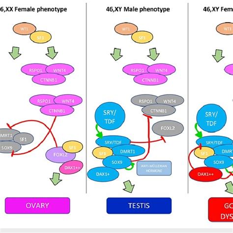 Genetic Model Of Gonadal Differentiation In Female Male And 46xy